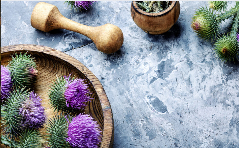 The Miraculous Powers of Milk Thistle – The Earth Heals